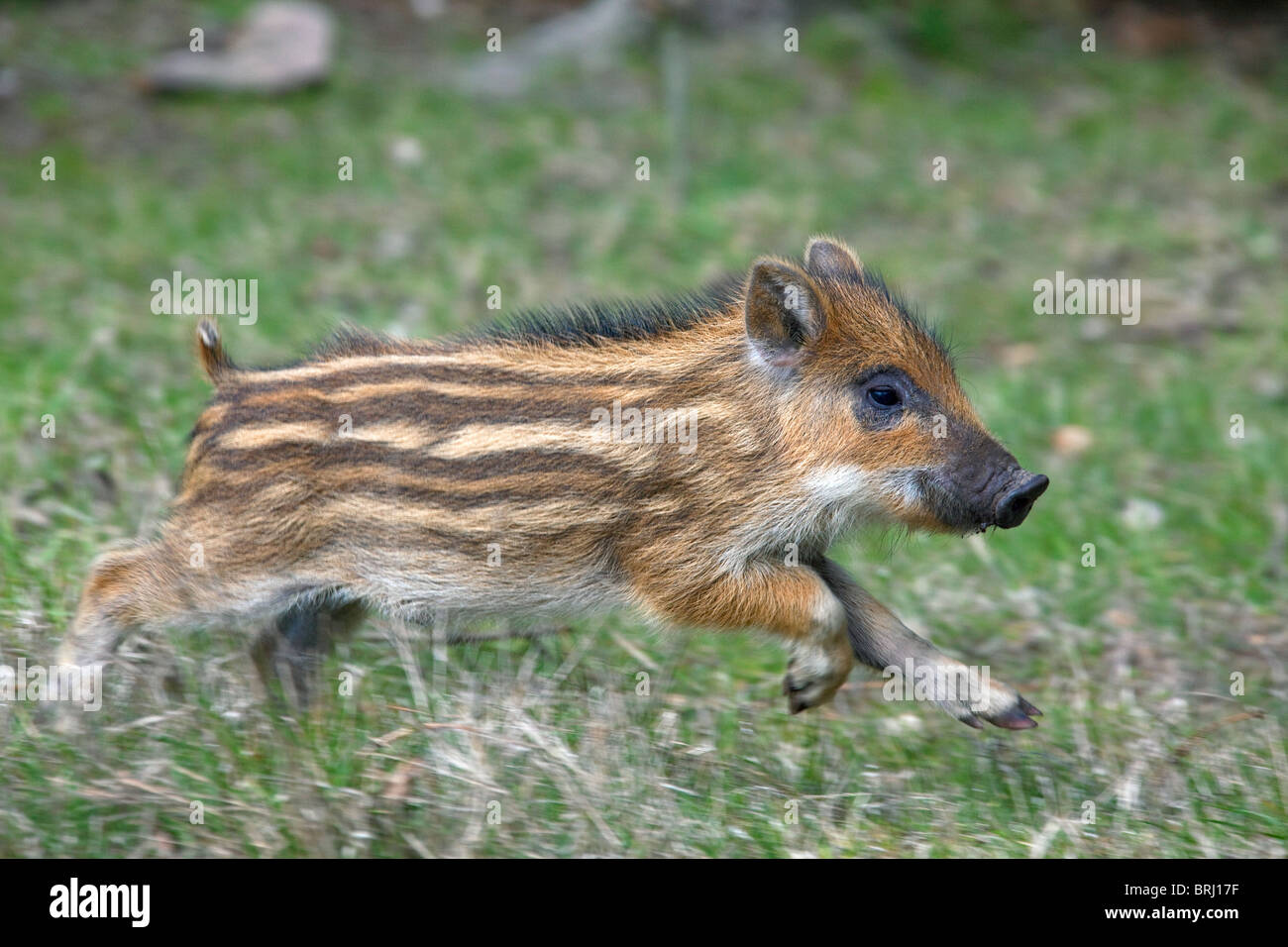 Wild boar (Sus scrofa) piglet running in forest in spring, Germany ...