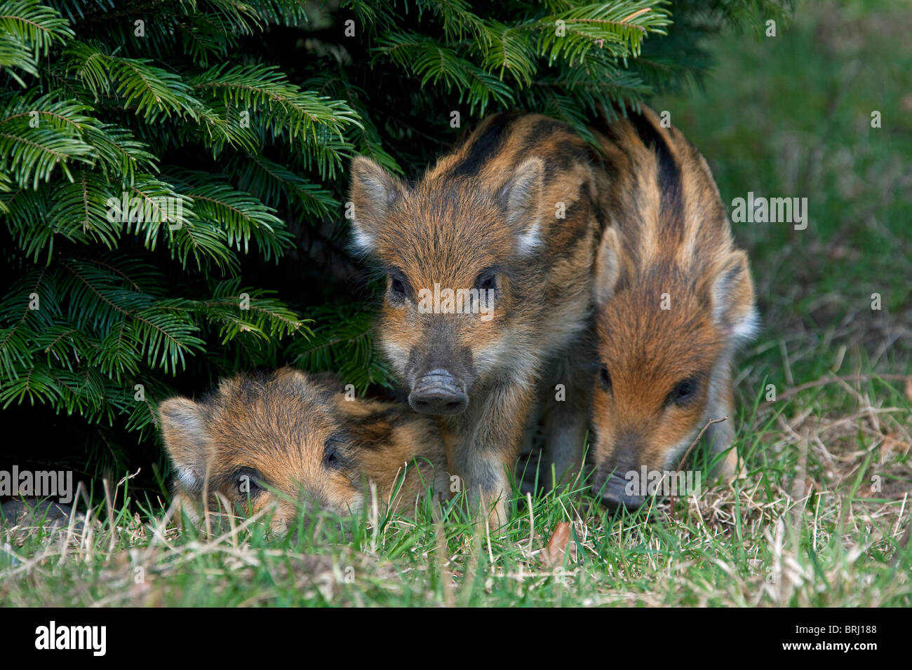 Wild boar piglets (Sus scrofa) under pine tree in forest, Germany Stock ...
