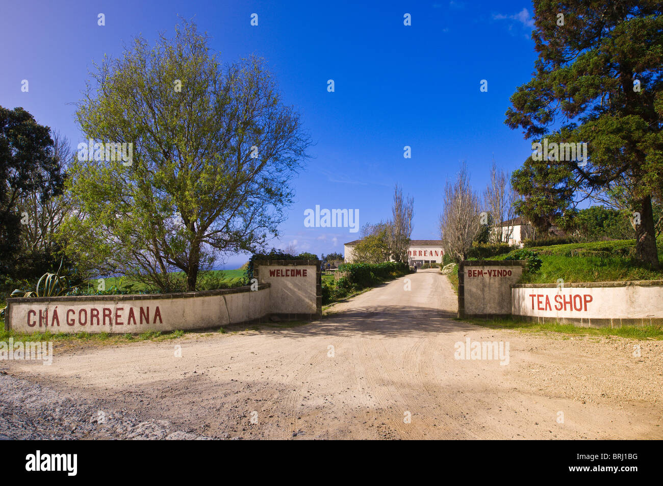 Azores sao miguel cha do gorreana hi-res stock photography and images ...