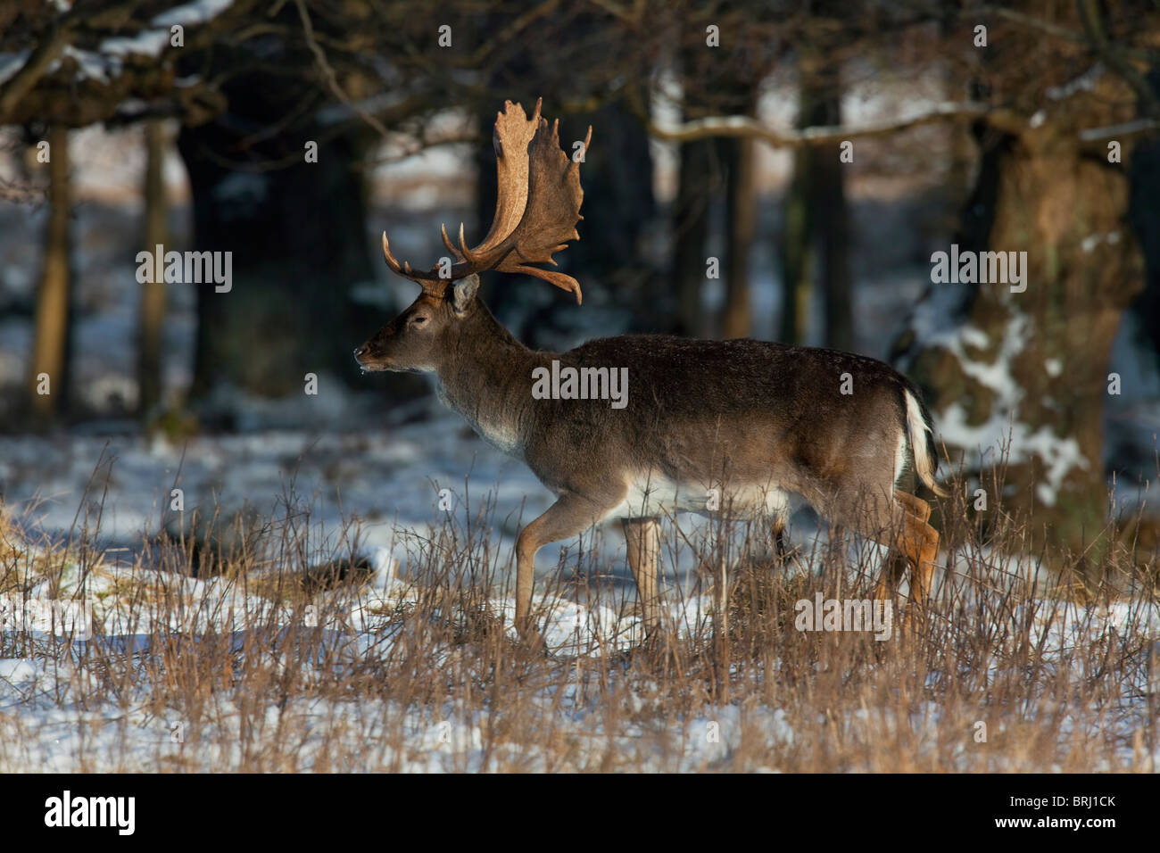Fallow deer stag (Cervus dama / Dama dama) in forest in the snow in ...