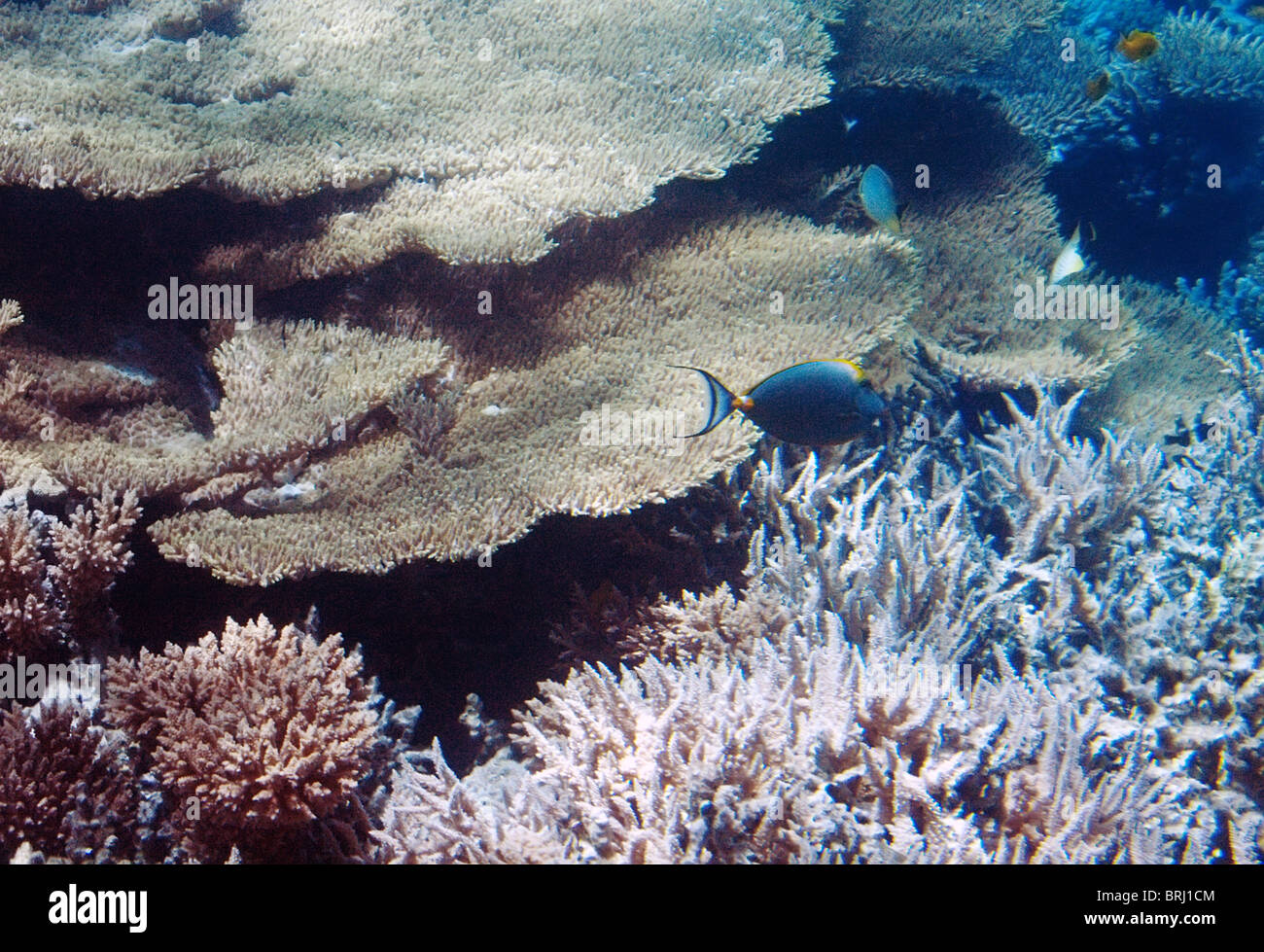 underwater view in Red sea, Egypt Stock Photo - Alamy