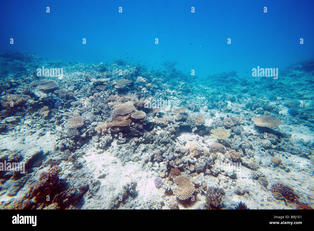 underwater view in Red sea, Egypt Stock Photo - Alamy