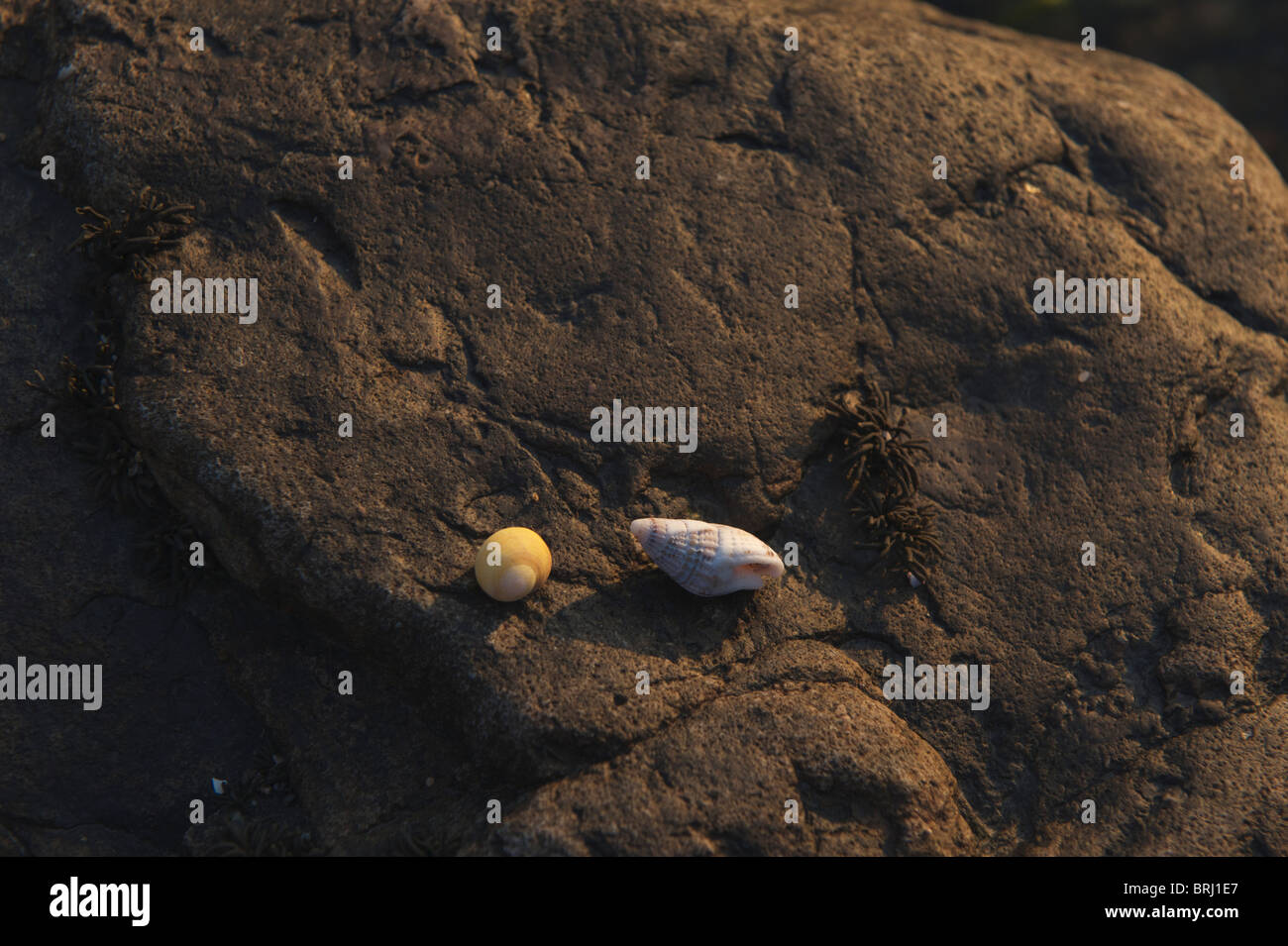 Sea shells on a rock at sunset Stock Photo - Alamy