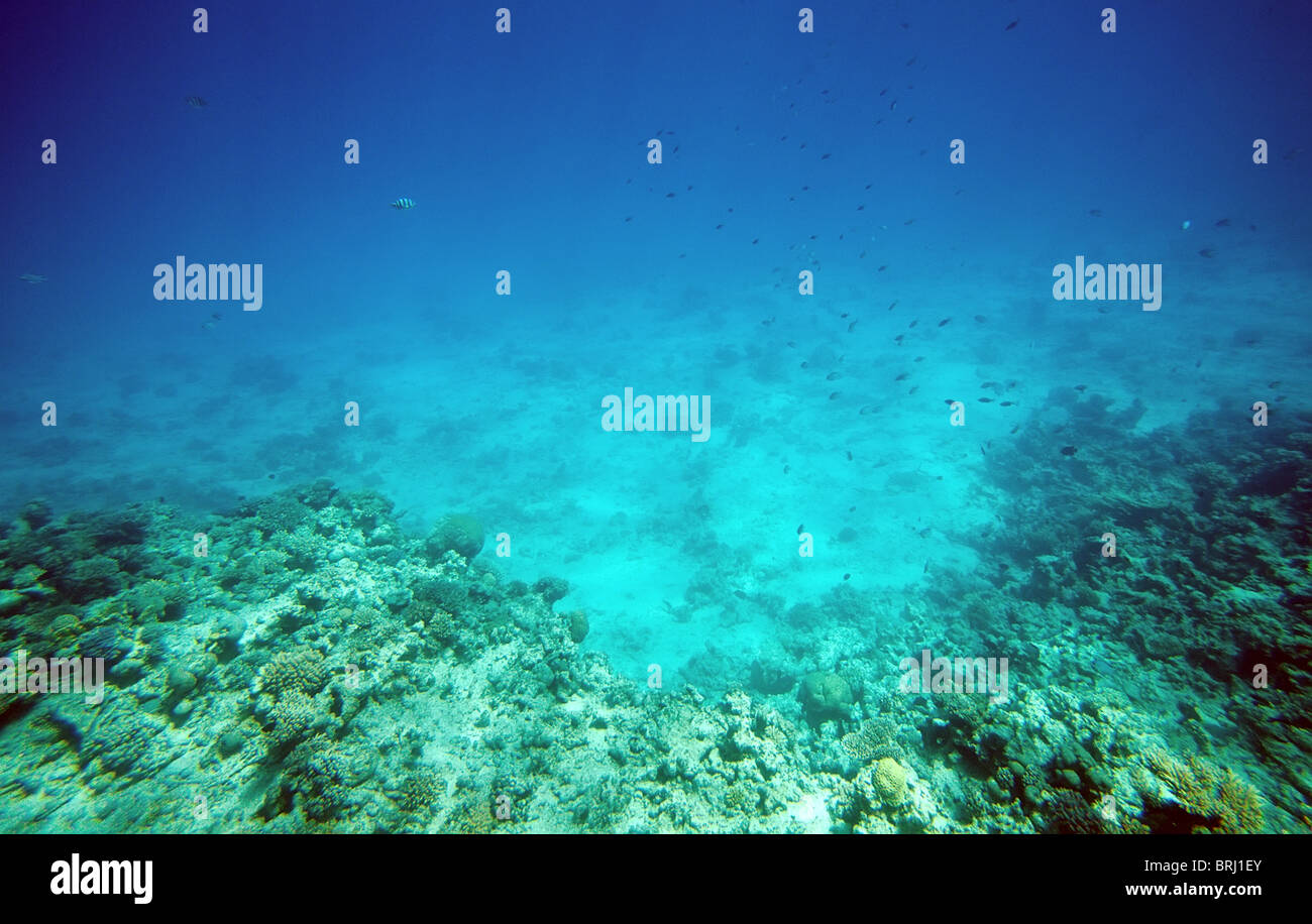 underwater view in Red sea, Egypt Stock Photo - Alamy