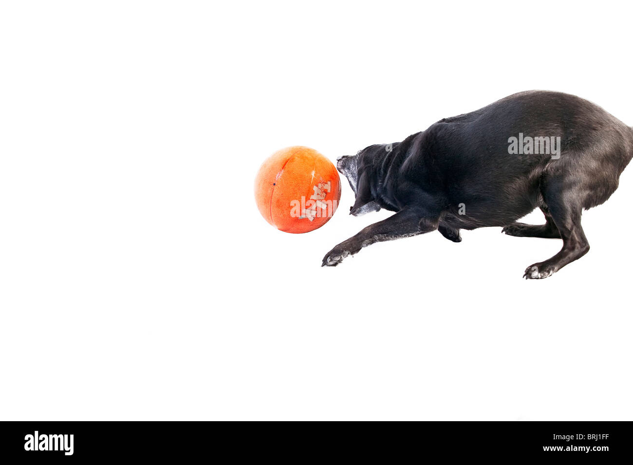 Snarling attacking dog hi-res stock photography and images - Alamy
