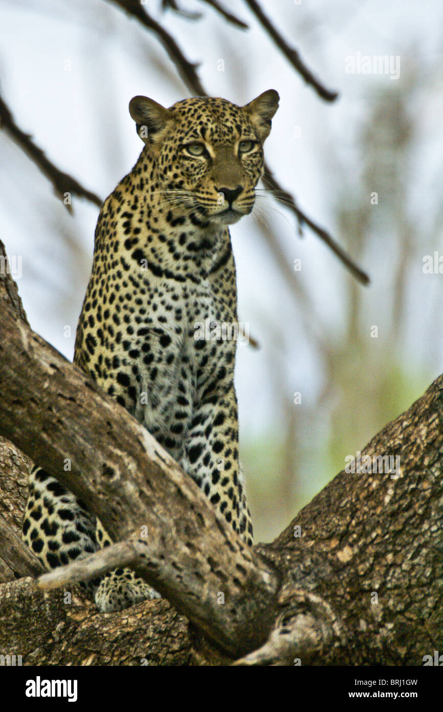 Female leopard in tree, Samburu, Kenya Stock Photo - Alamy