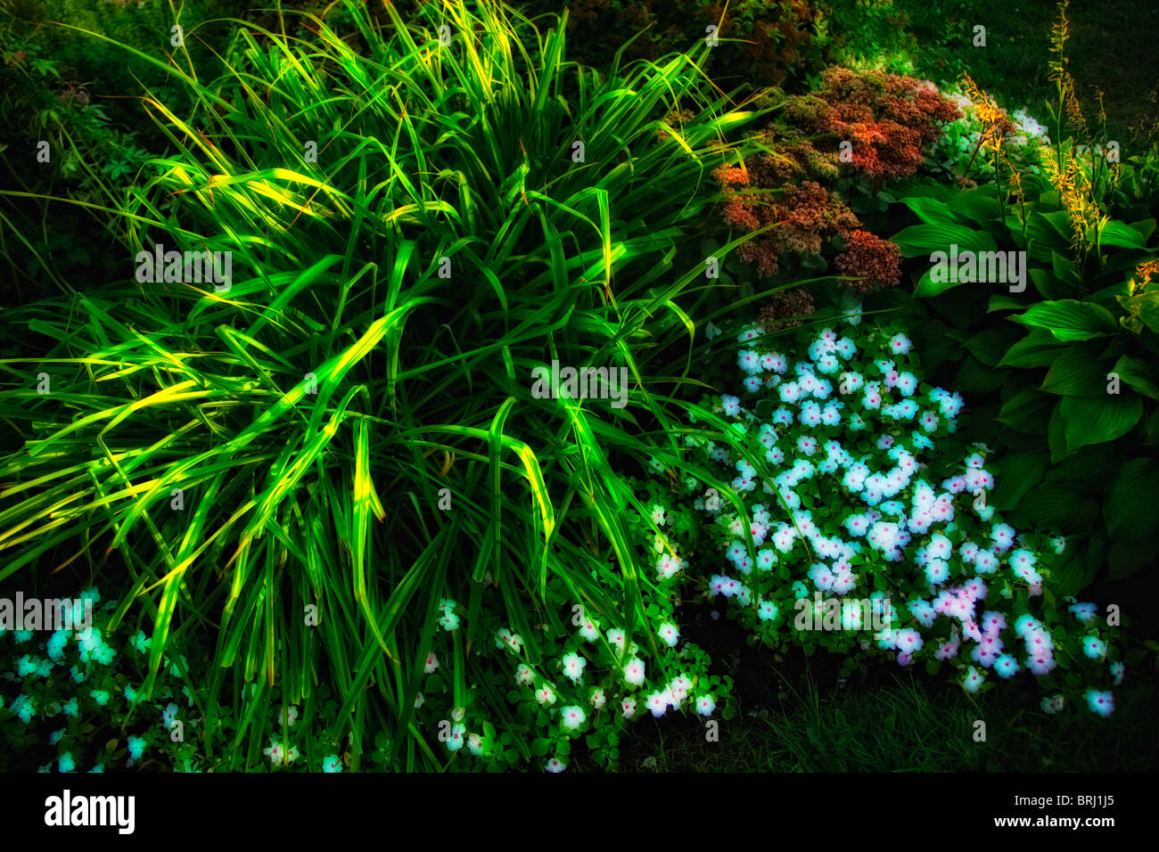 beautiful colorful garden flowers with grass closeup Stock Photo - Alamy