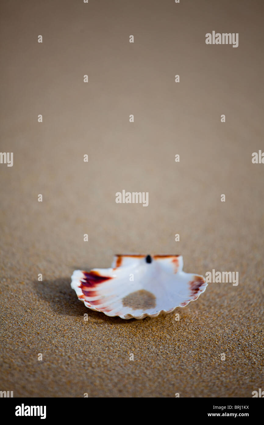 A single clam shell sat on a sandy beach Stock Photo - Alamy