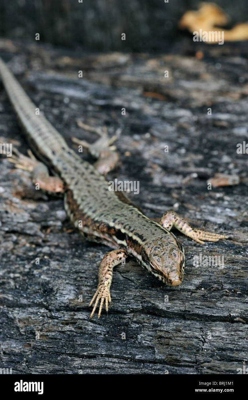 Podarcis muralis uk lizards hi-res stock photography and images - Alamy
