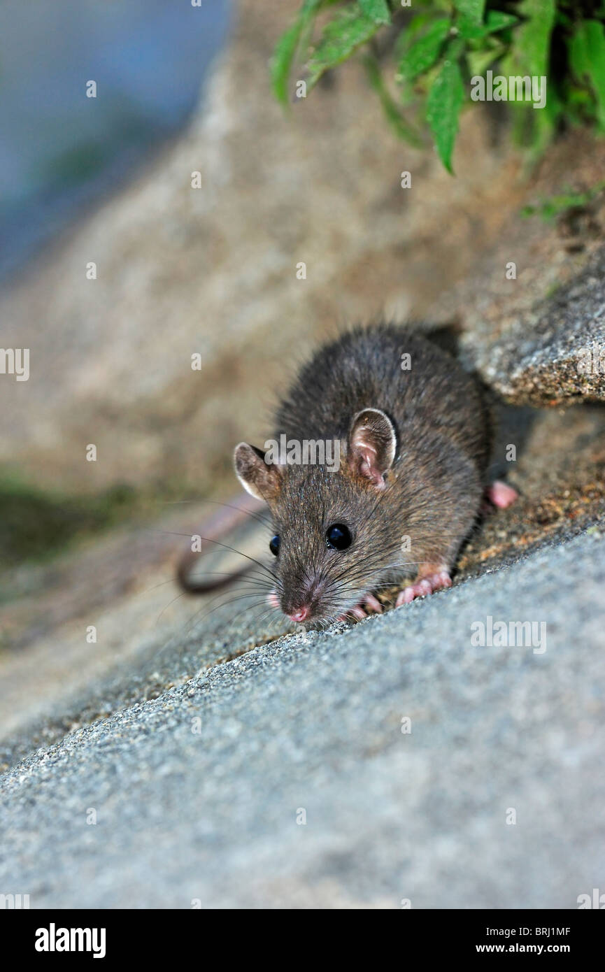 Young Rat High Resolution Stock Photography and Images - Alamy