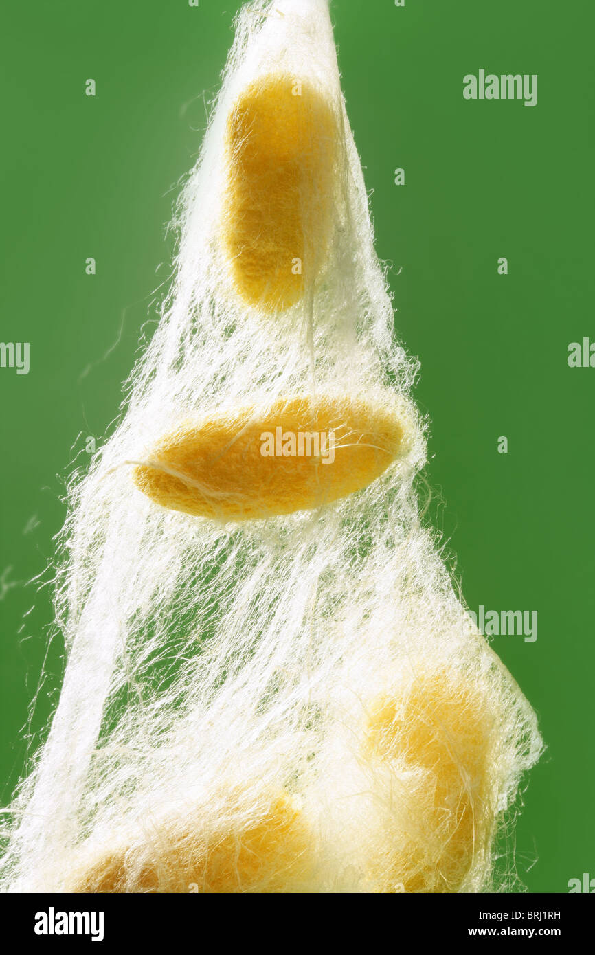 yellow silkworm cocoon over green on silk worm net Stock Photo - Alamy