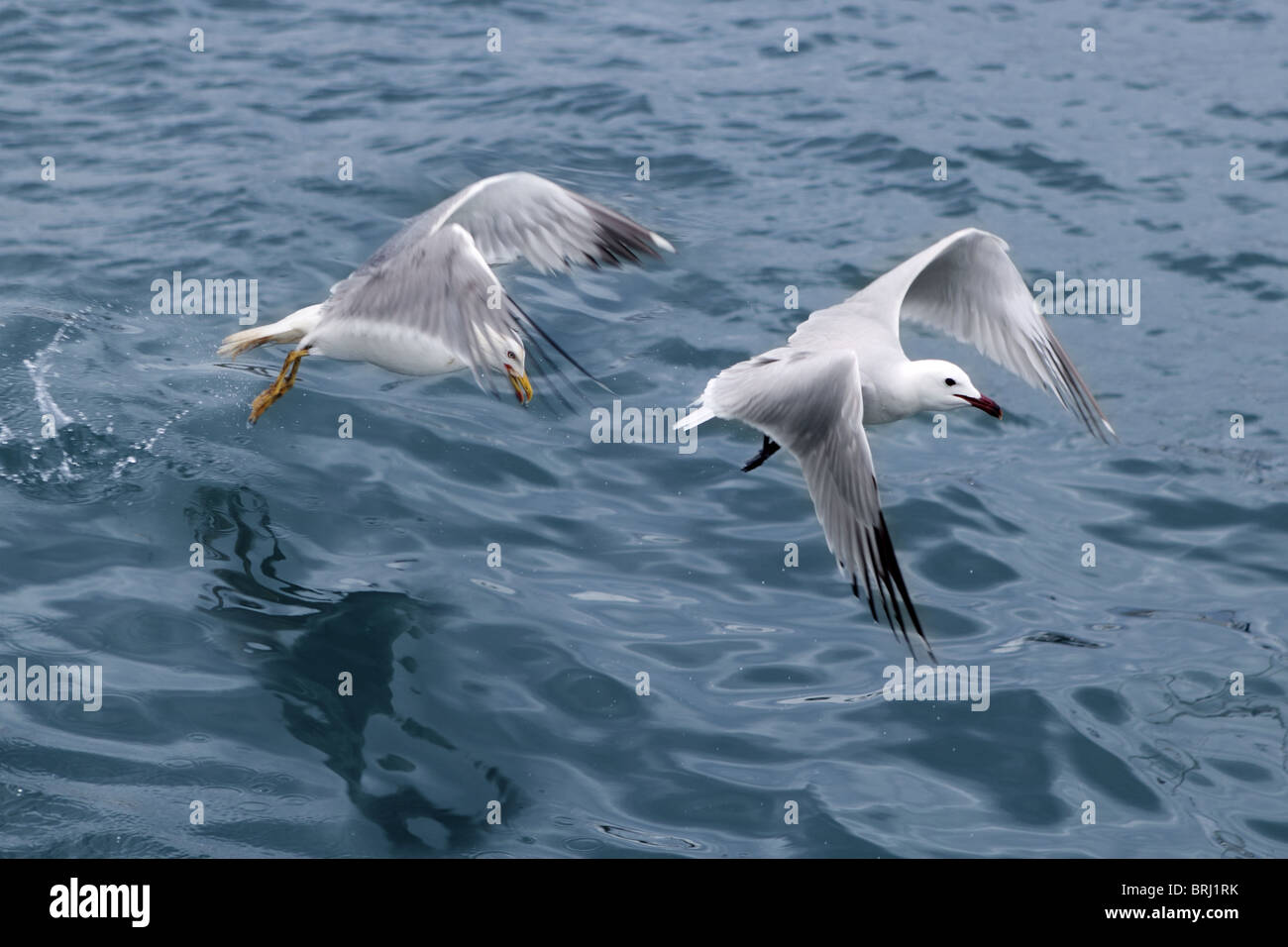 active sea gulls seagulls over blue sea ocean birds Stock Photo - Alamy