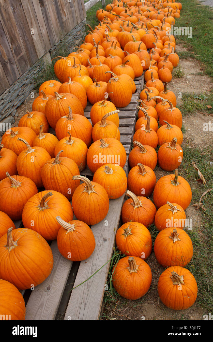 organic pumpkins at a farm ready for sale Stock Photo - Alamy
