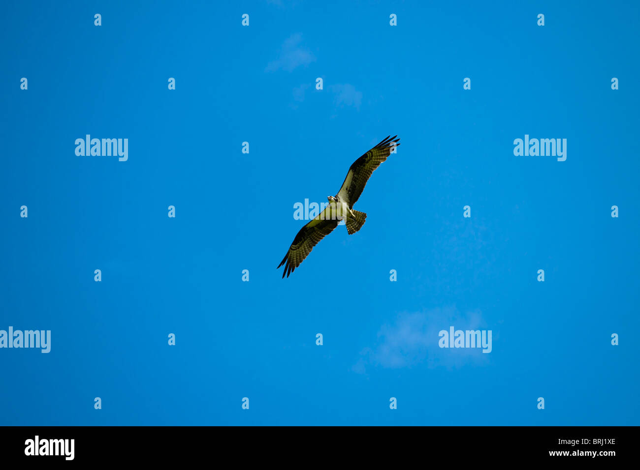Raptor soaring hi-res stock photography and images - Alamy