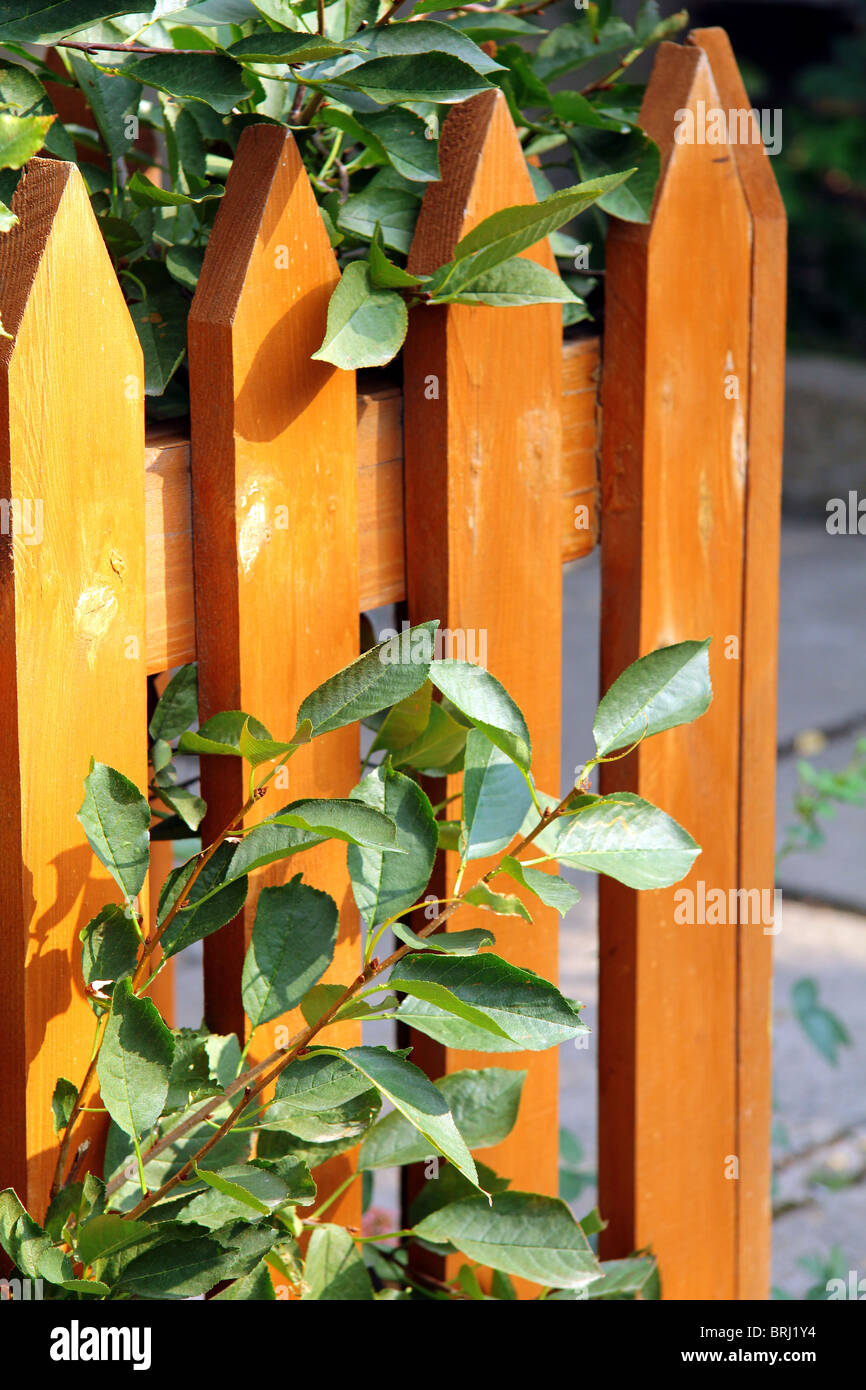 Orange wooden fence with green leaves and twigs Stock Photo - Alamy