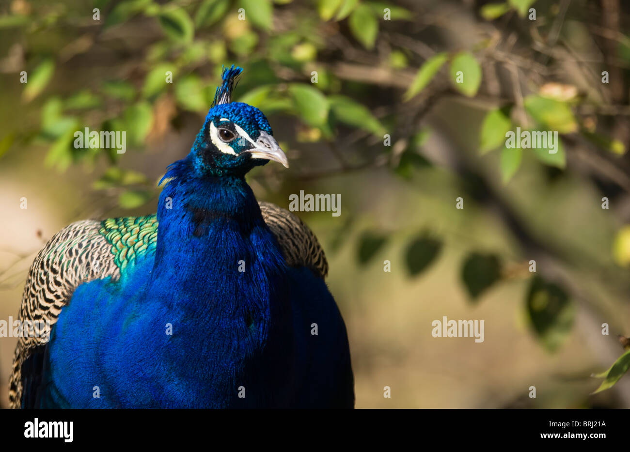 Peahen bird hi-res stock photography and images - Alamy