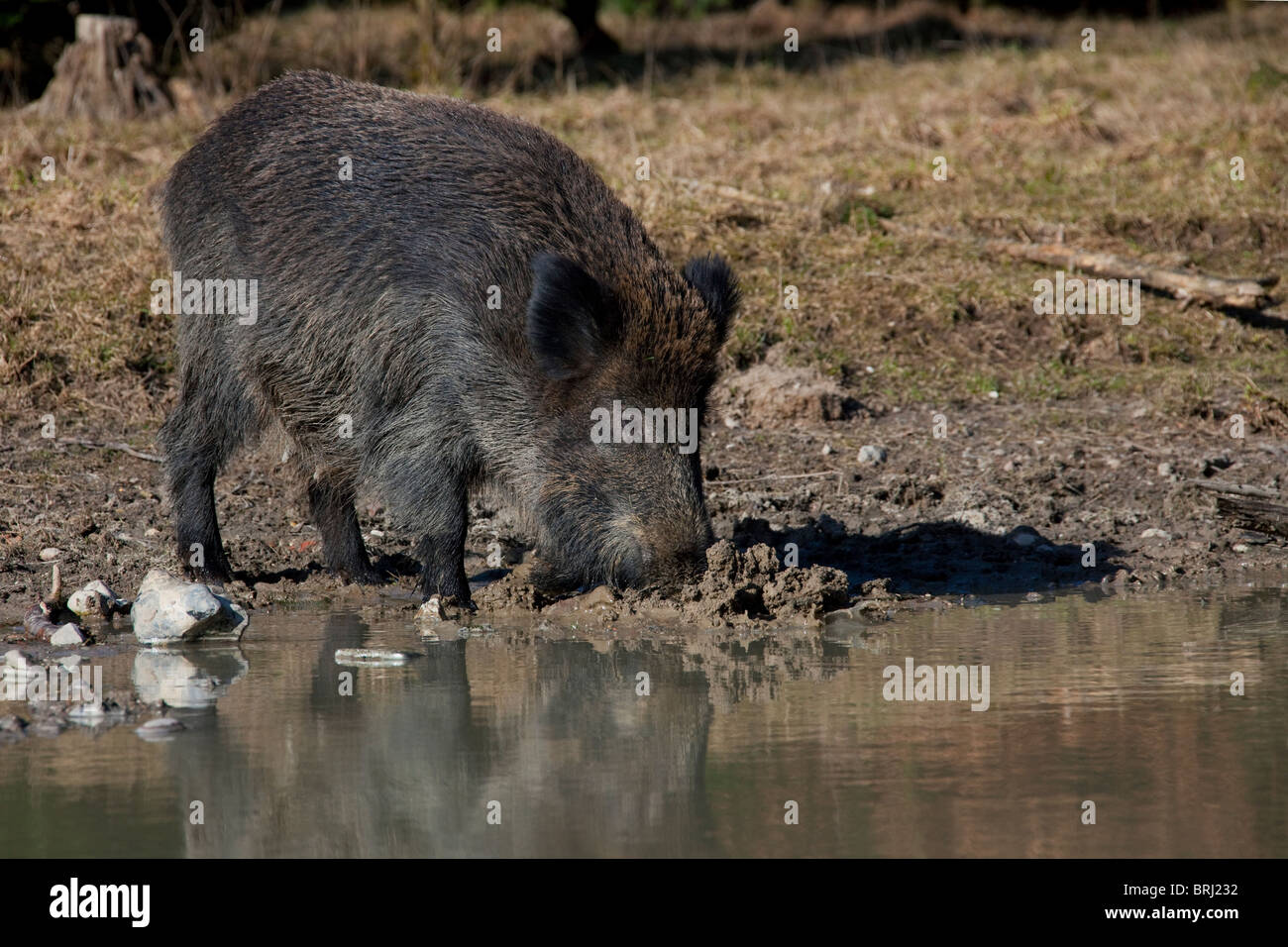 Wild boar (Sus scrofa) foraging and rooting up the soil with snout near ...
