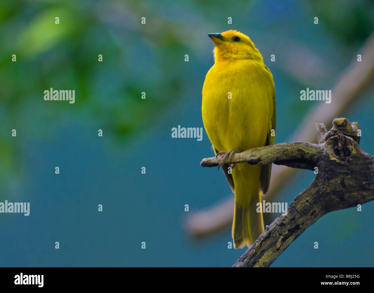 Canary finch hi-res stock photography and images - Alamy