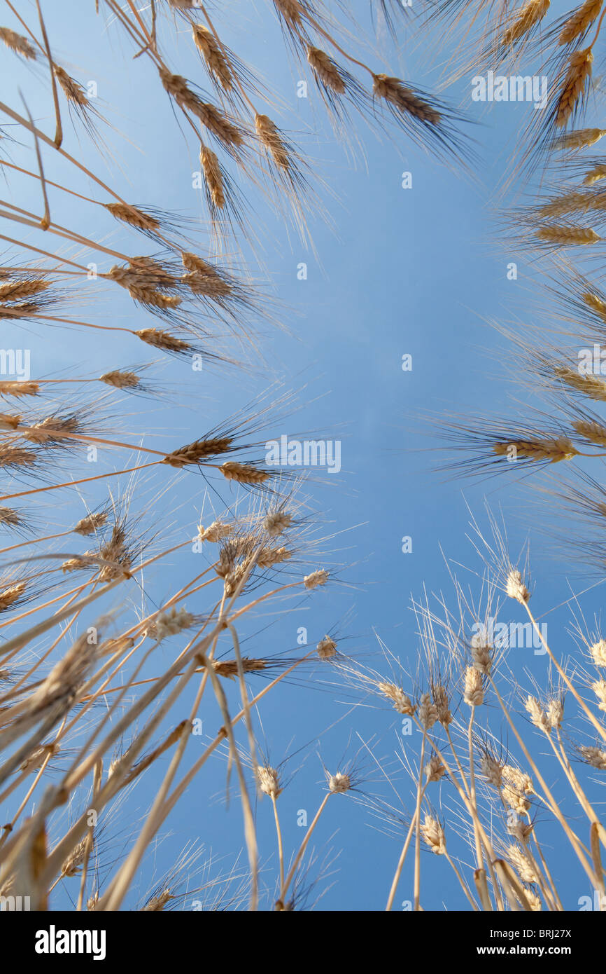 Wheat stalks hi-res stock photography and images - Alamy