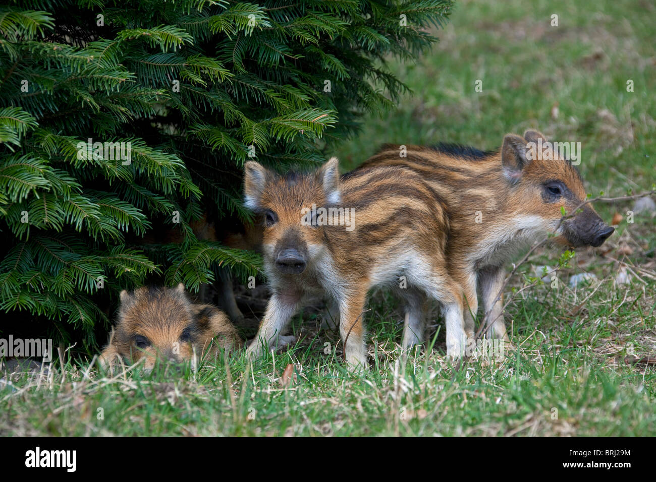 Boar with piglets hi-res stock photography and images - Alamy