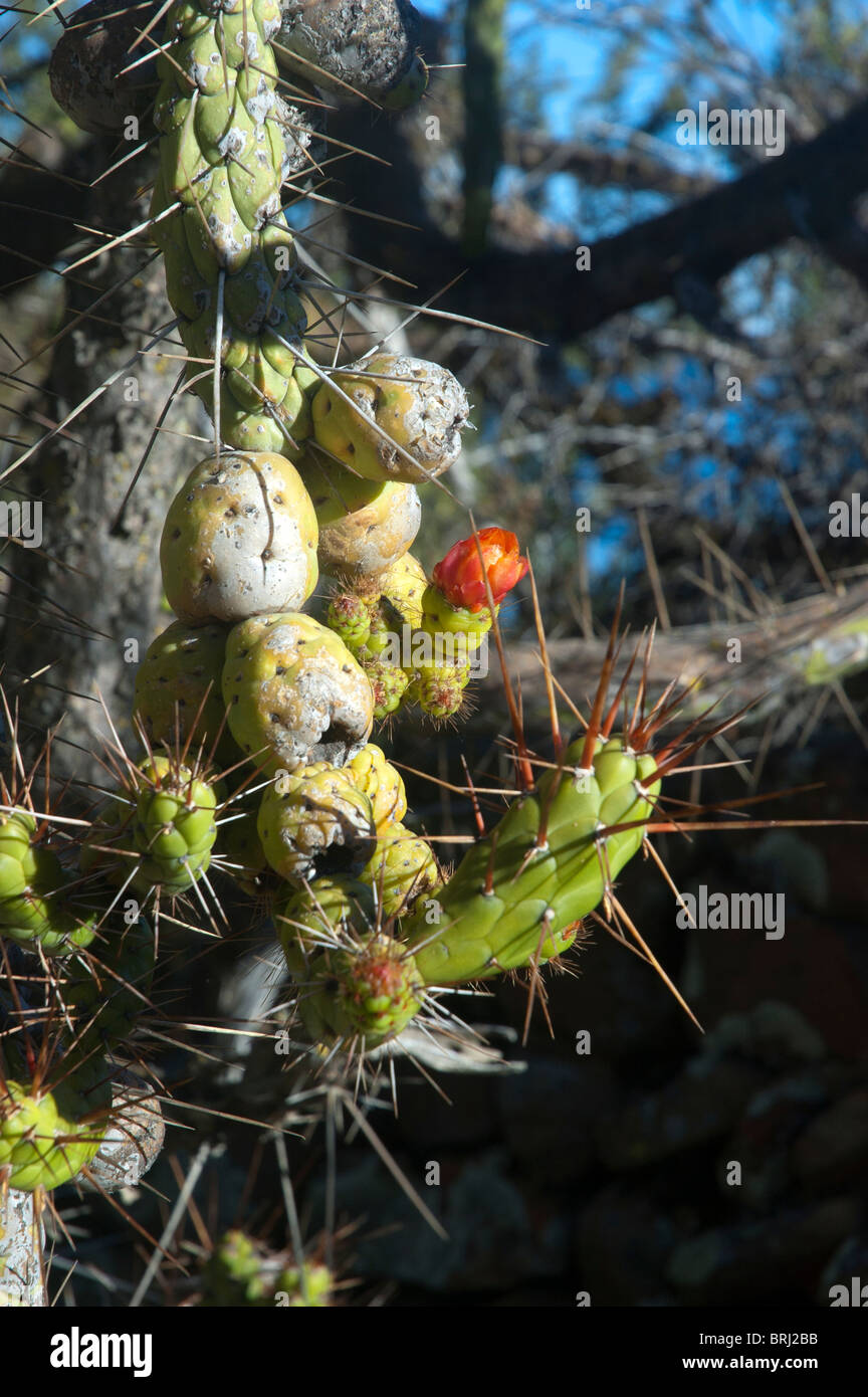 Opuntia species hi-res stock photography and images - Alamy