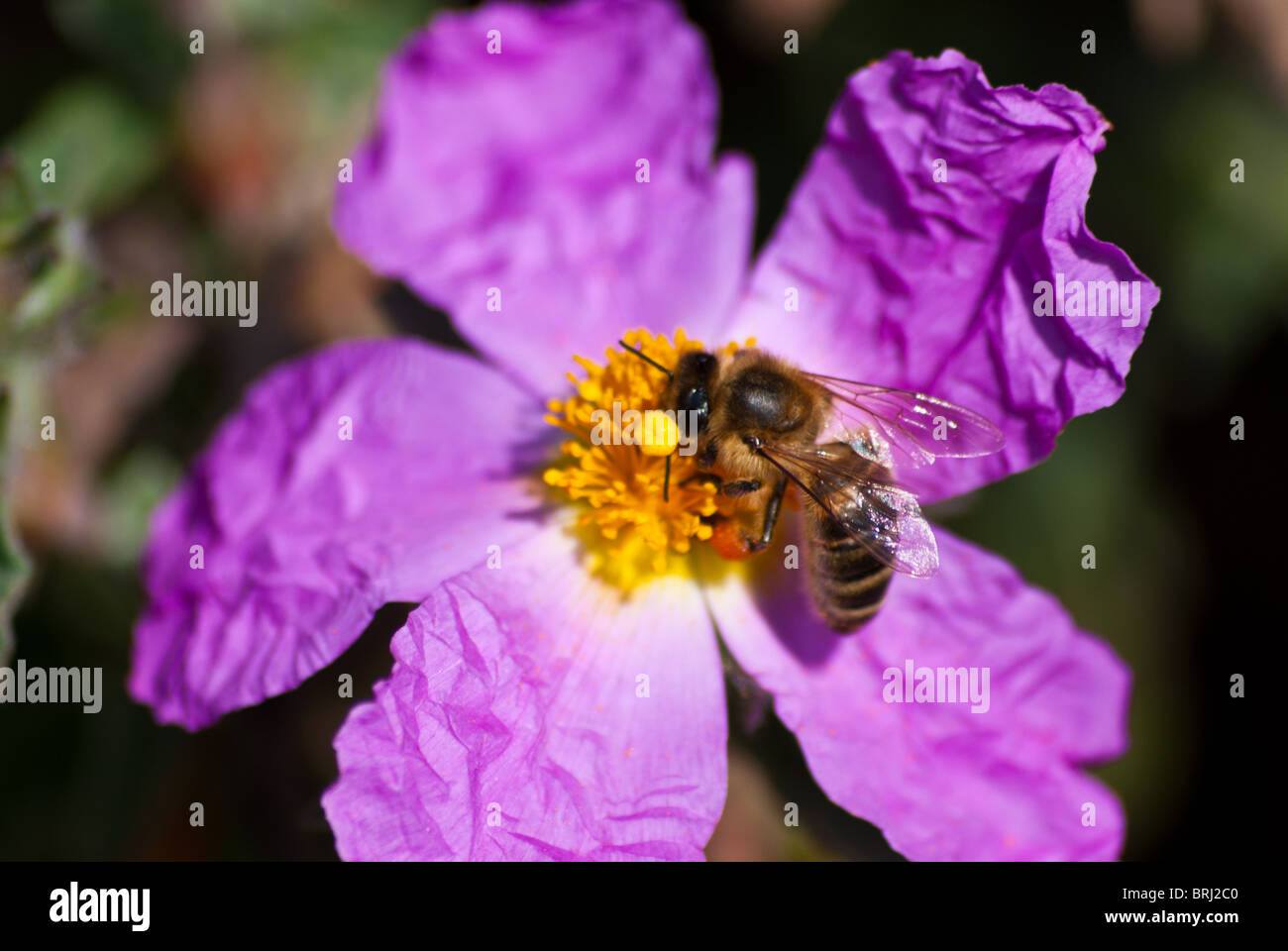 Honey Bee collecting pollen from a Flower Stock Photo - Alamy
