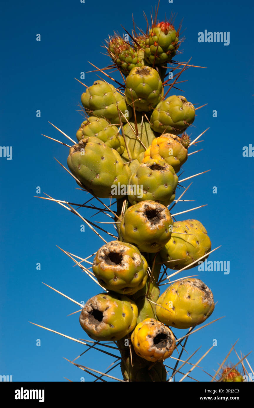Opuntia species hi-res stock photography and images - Alamy