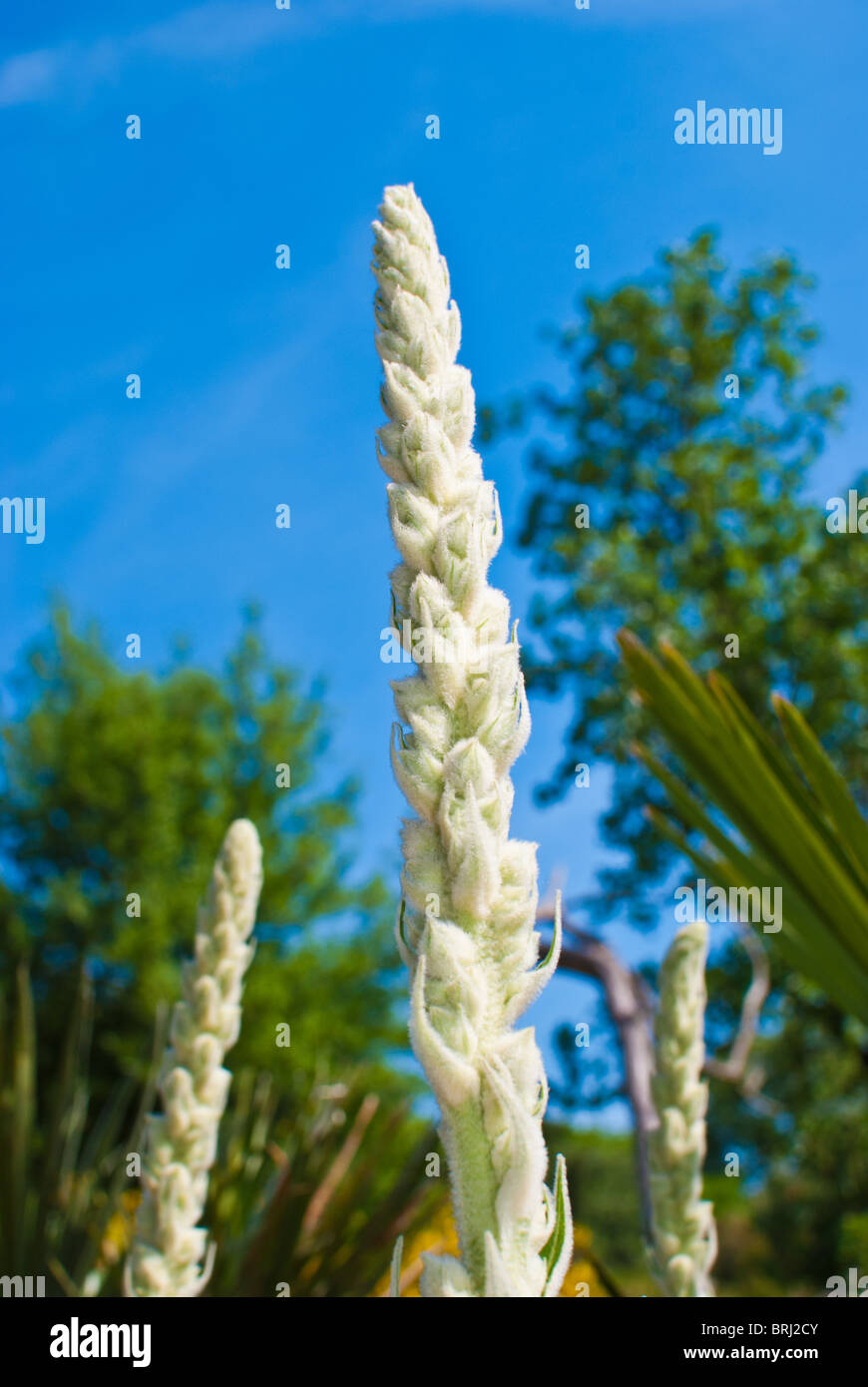 Plant verbascum thapsus hi-res stock photography and images - Alamy