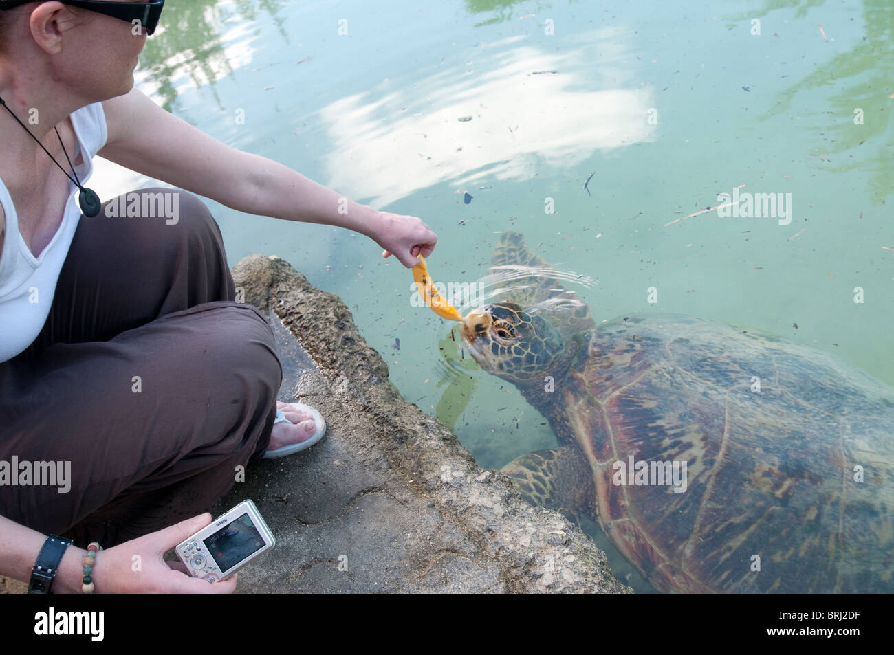 Were you can feed the fish turtles hi-res stock photography and images ...