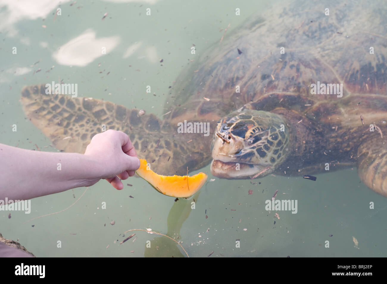 Turtle eating fish hi-res stock photography and images - Alamy
