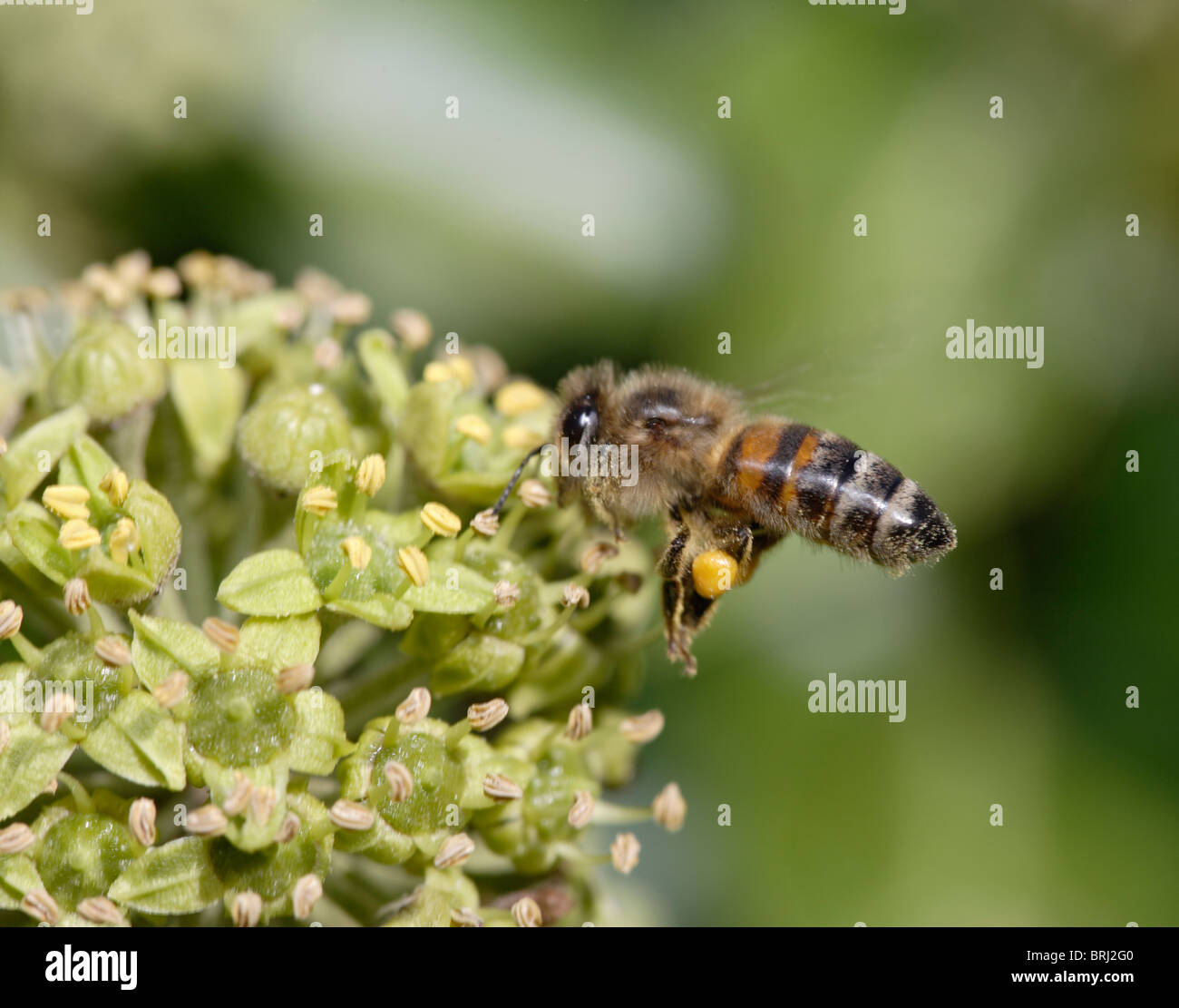 Apis mellifera gathering hi-res stock photography and images - Alamy