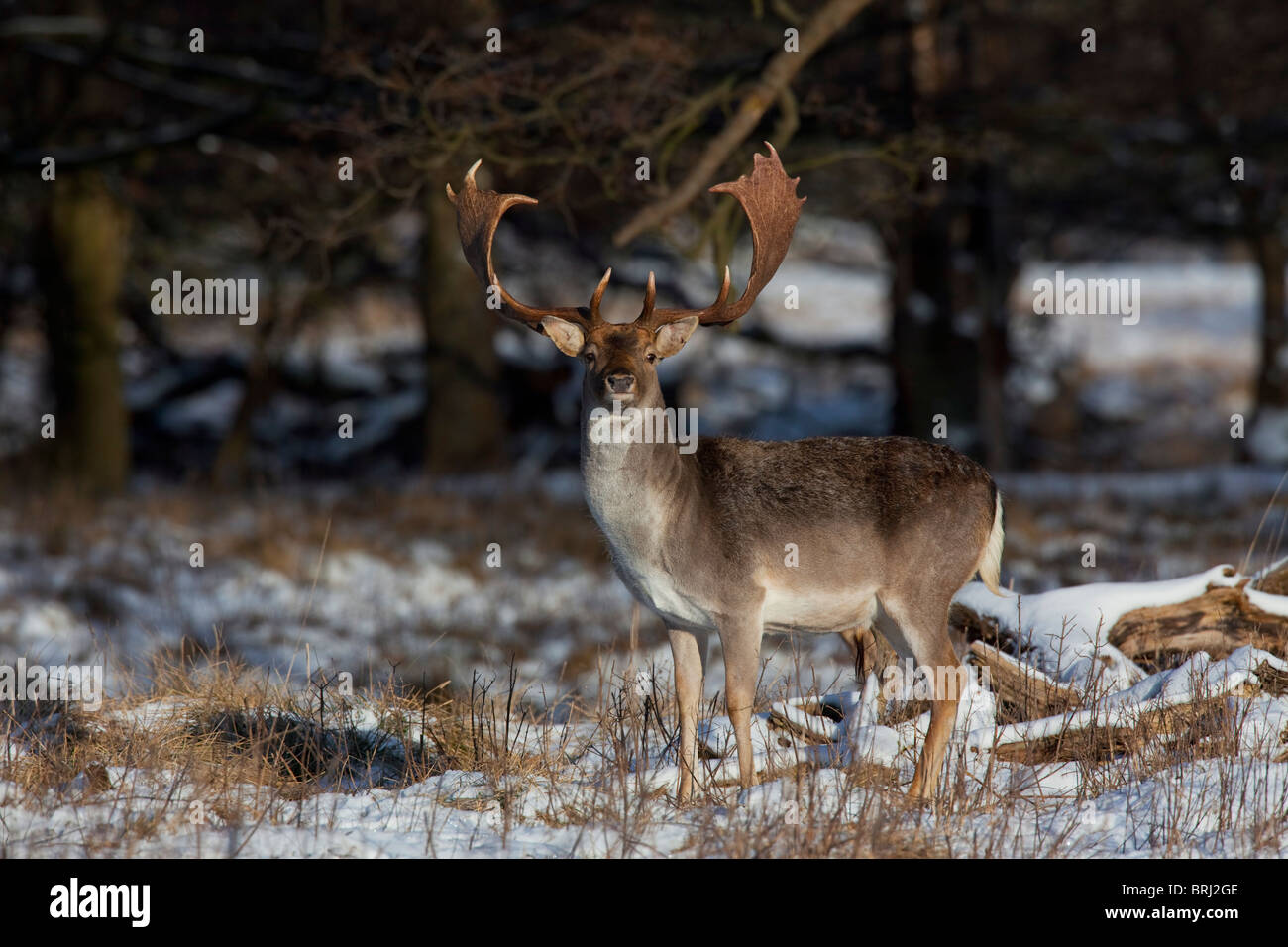 Fallow deer stag (Cervus dama / Dama dama) in forest in the snow in ...