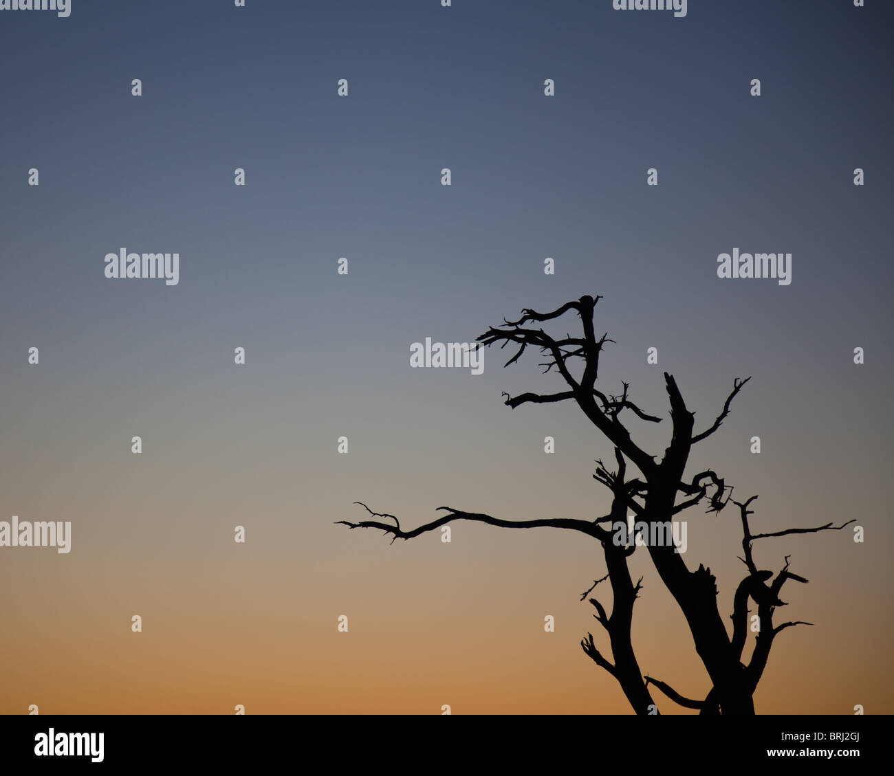 Silhouette of a dead tree Stock Photo - Alamy