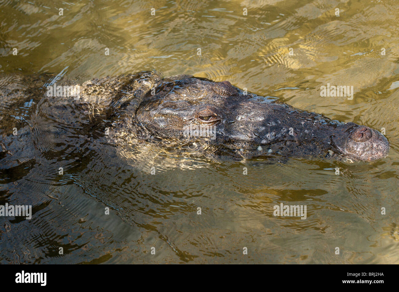 Mexico, Cozumel. Saltwater crocodile crocodylus porosus in Punta Sur ...