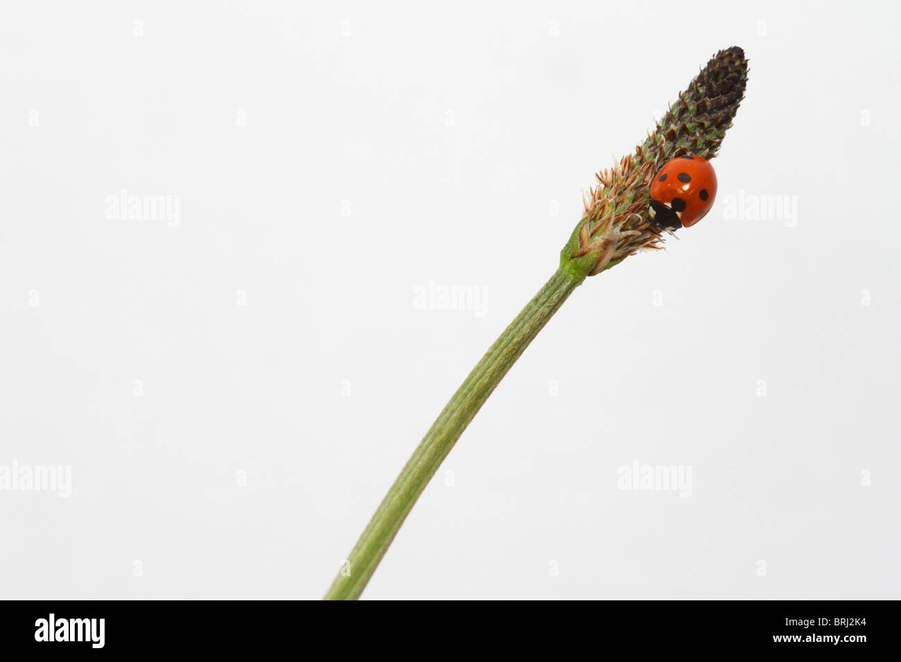 Ladybird close-up isolated on a white background Stock Photo - Alamy