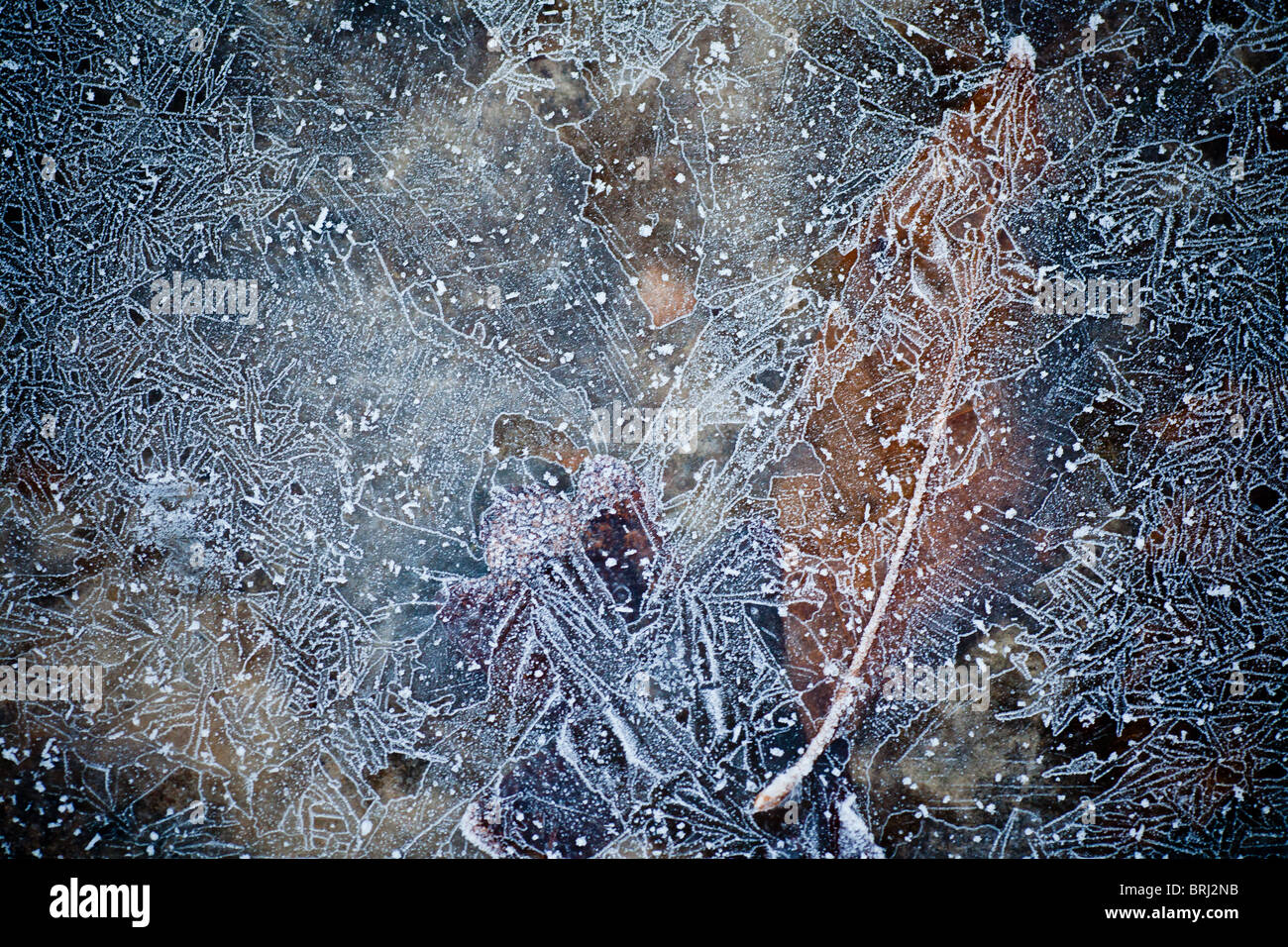 Frozen leaf in ice Stock Photo - Alamy