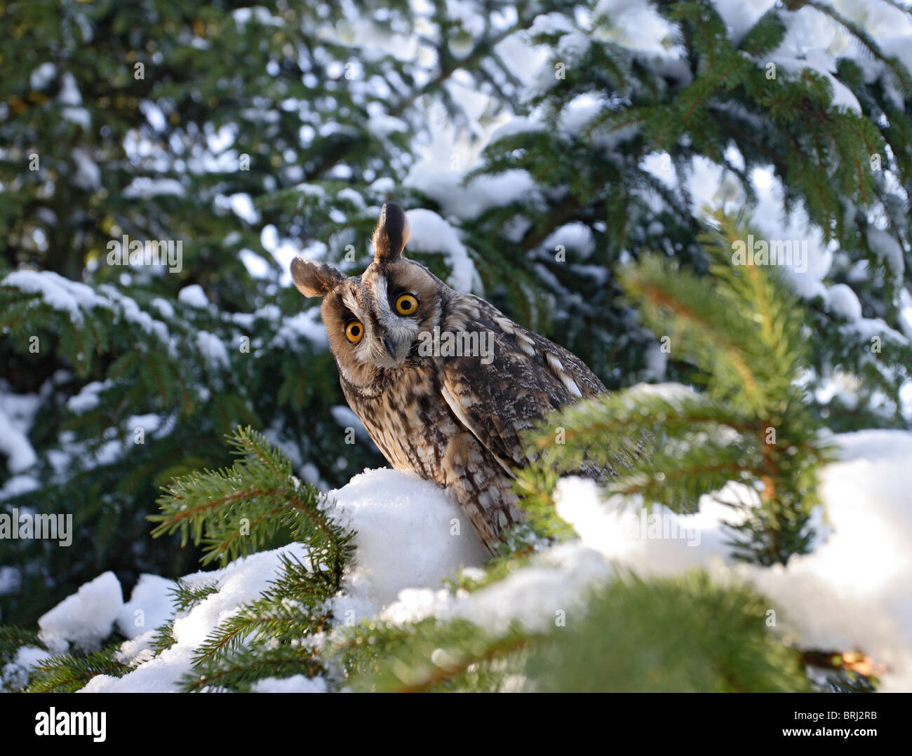 Long eared owl ( Asio otus ) in fir tree in snow Stock Photo - Alamy