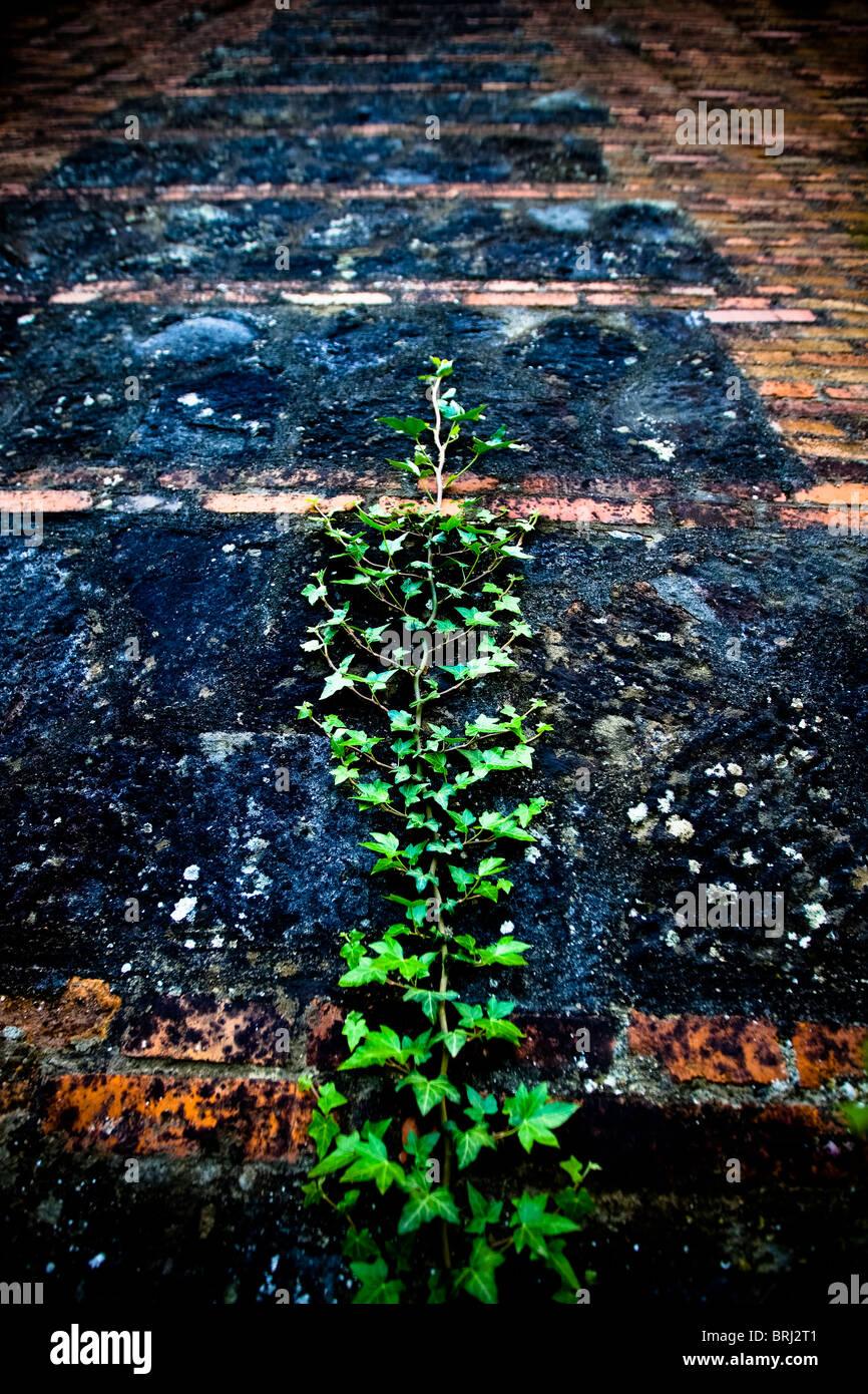 a single vine of green ivy growing up a black and brown stone wall ...