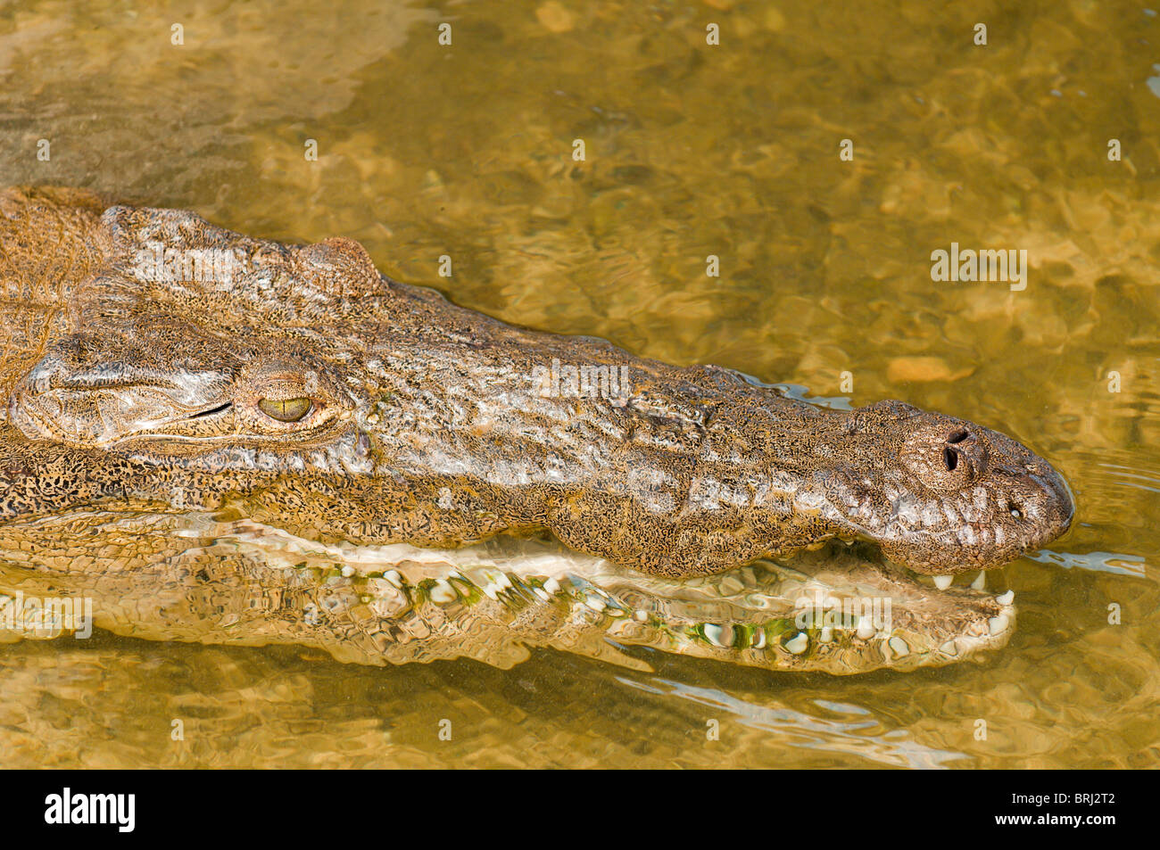 Mexico, Cozumel. Saltwater crocodile crocodylus porosu) in Punta Sur ...