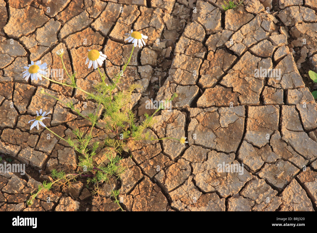 Chamaemelum nobile flowers hi-res stock photography and images - Alamy