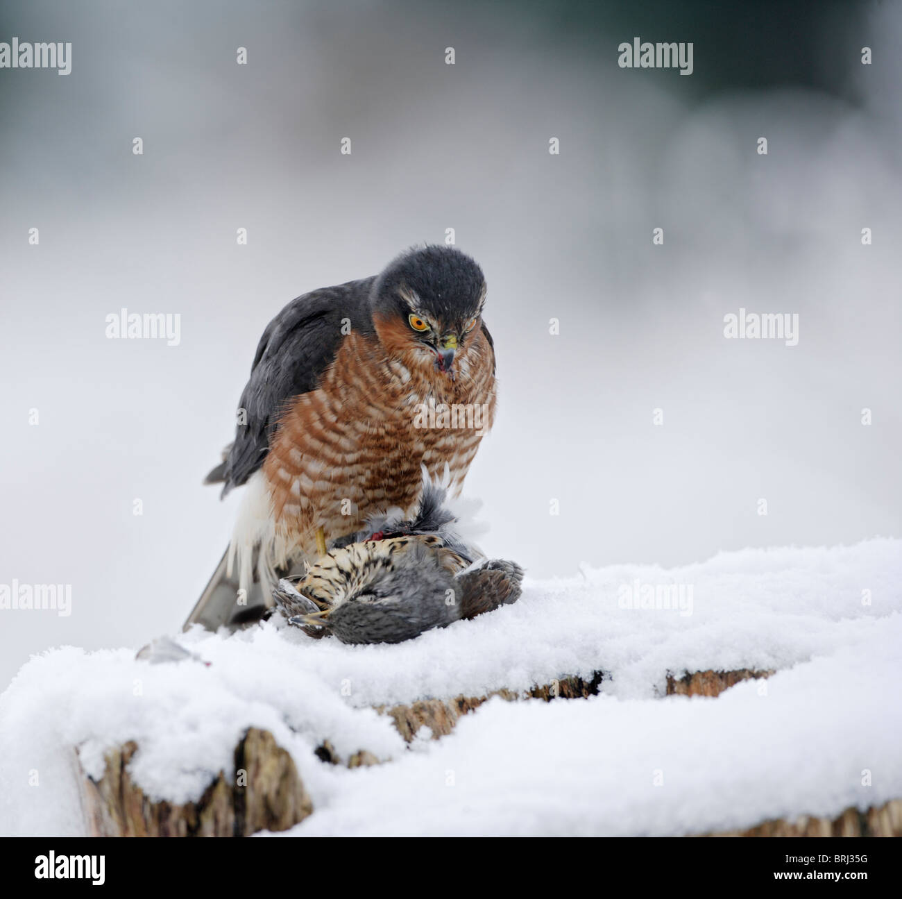 Sparrowhawk ( Accipiter nisus ) male with fieldfare in snow Stock Photo ...