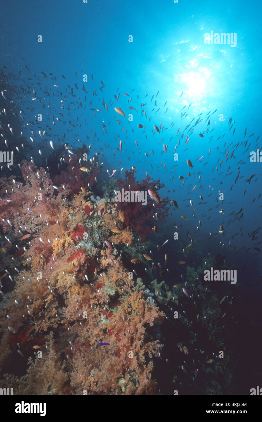 Reef scene at Jackson Reef, Lower Sinai, Red Sea Stock Photo - Alamy