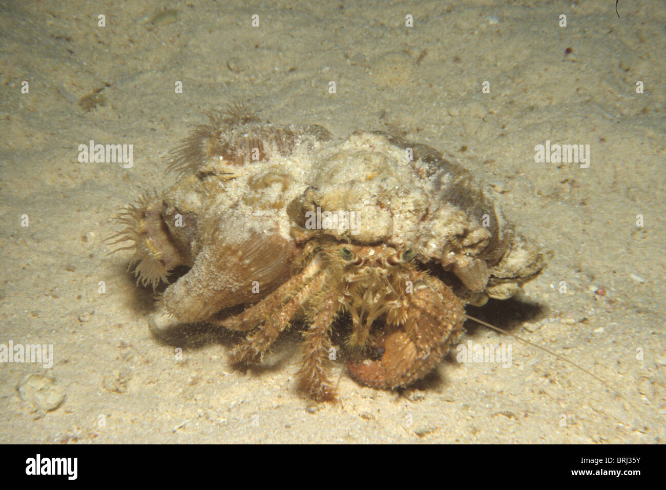 Hermit crab, Diogenidae, in Lower Sinai, Red Sea Stock Photo - Alamy