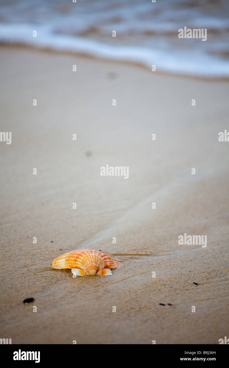 Clam shell on a beach Stock Photo - Alamy