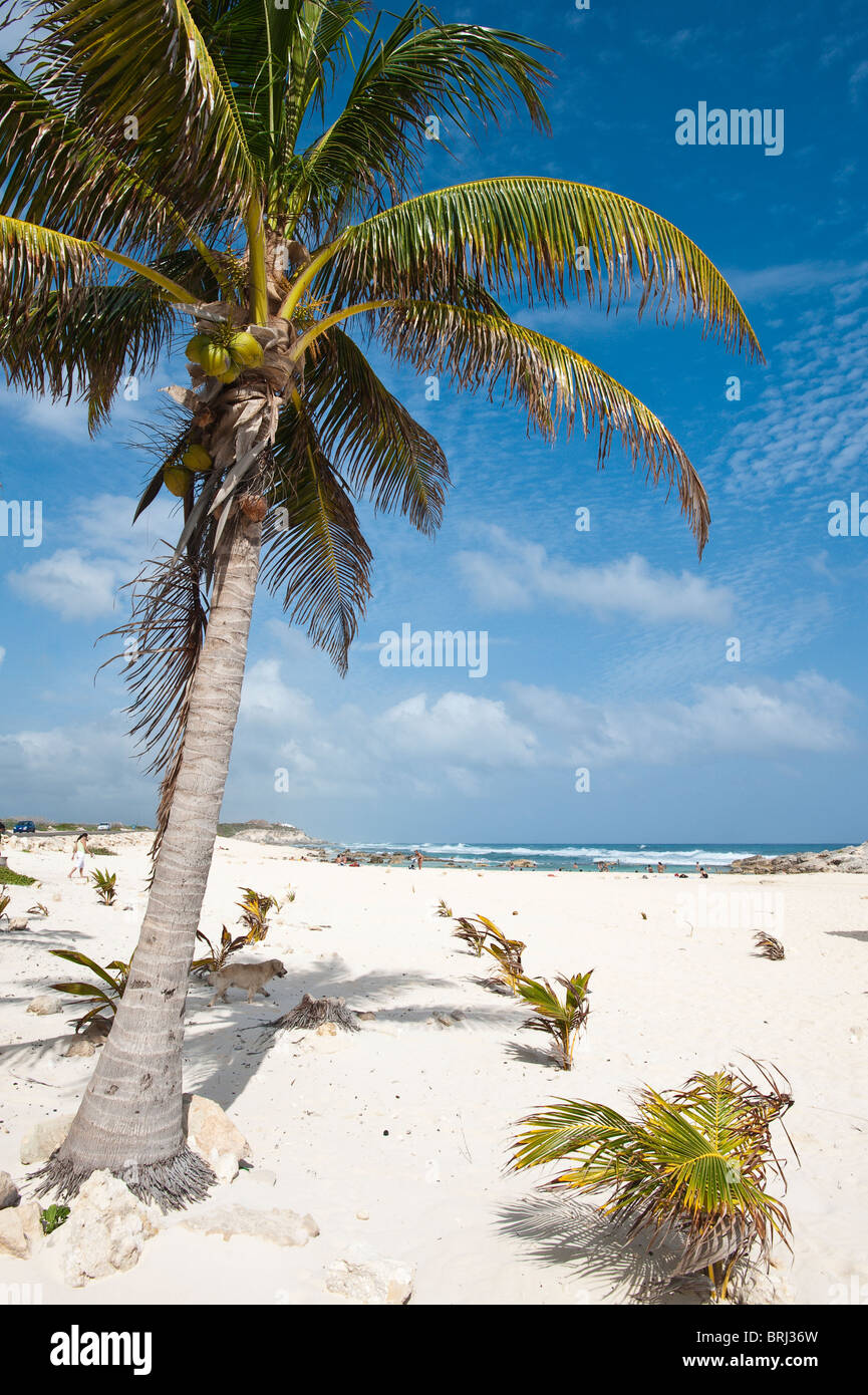 Chen rio cozumel hi-res stock photography and images - Alamy