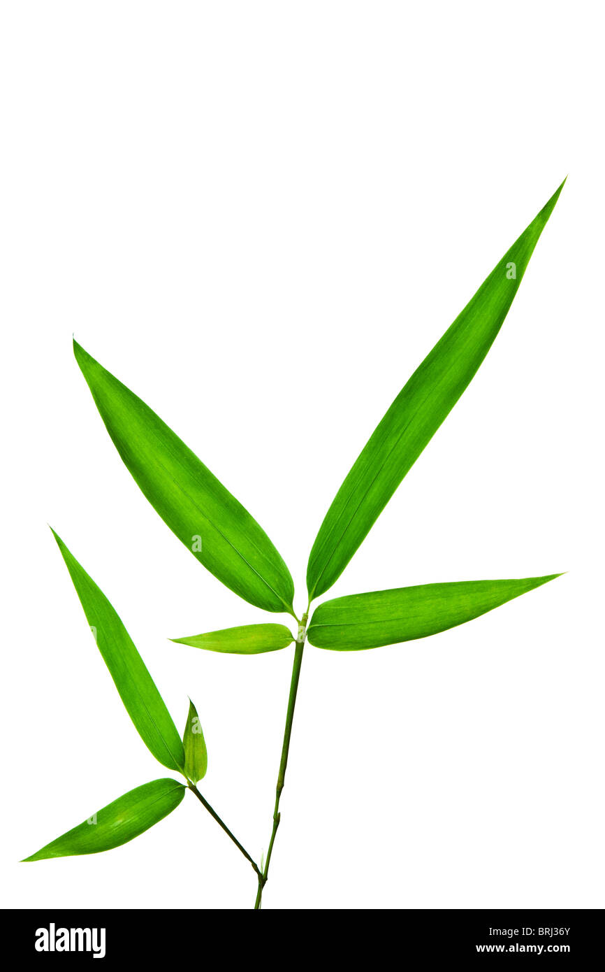 Bamboo Isolated on White Background Stock Photo - Alamy