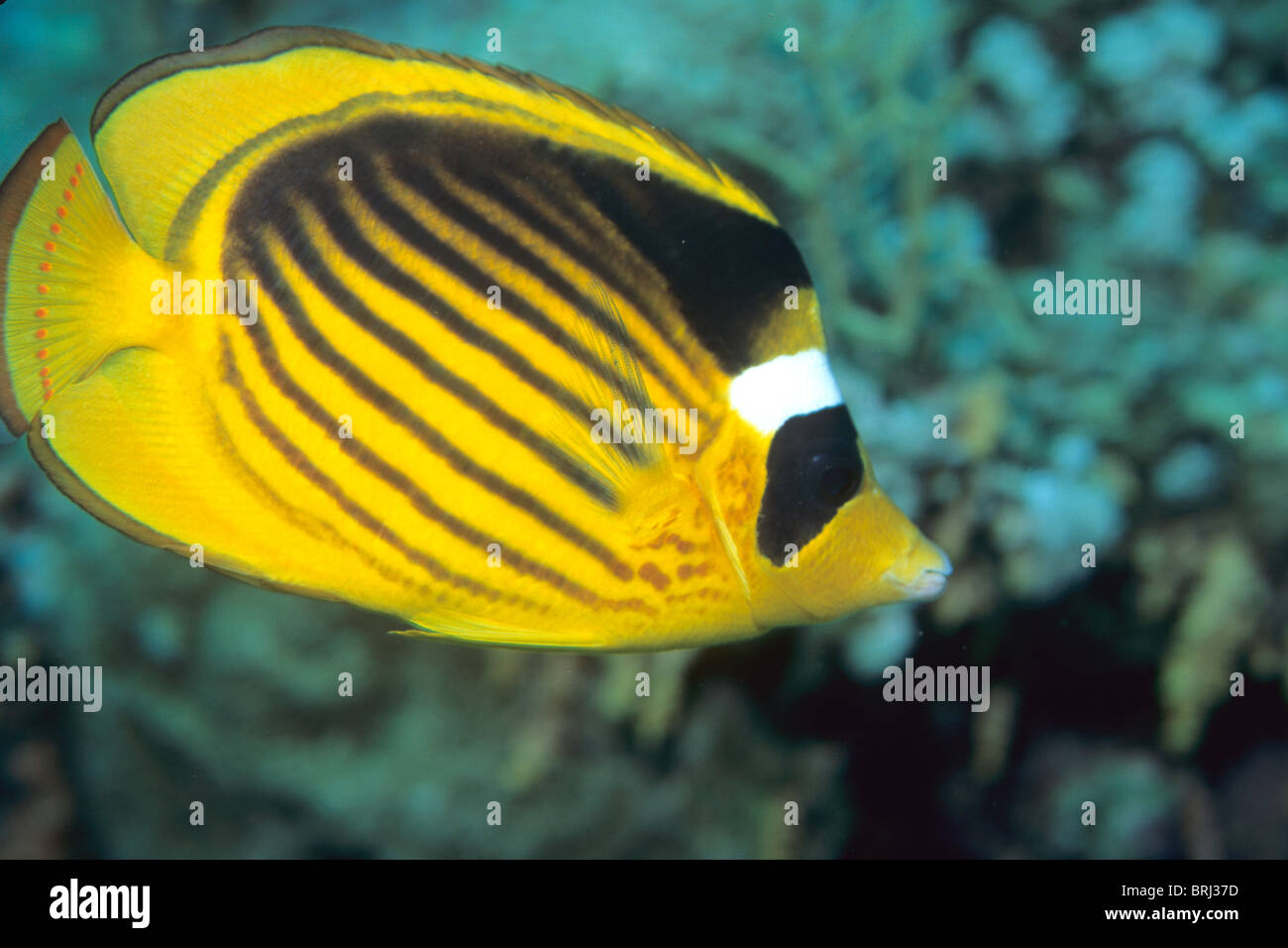Racoon butterflyfish, Chaetodon fasciatus, in Lower Sinai, Red Sea ...