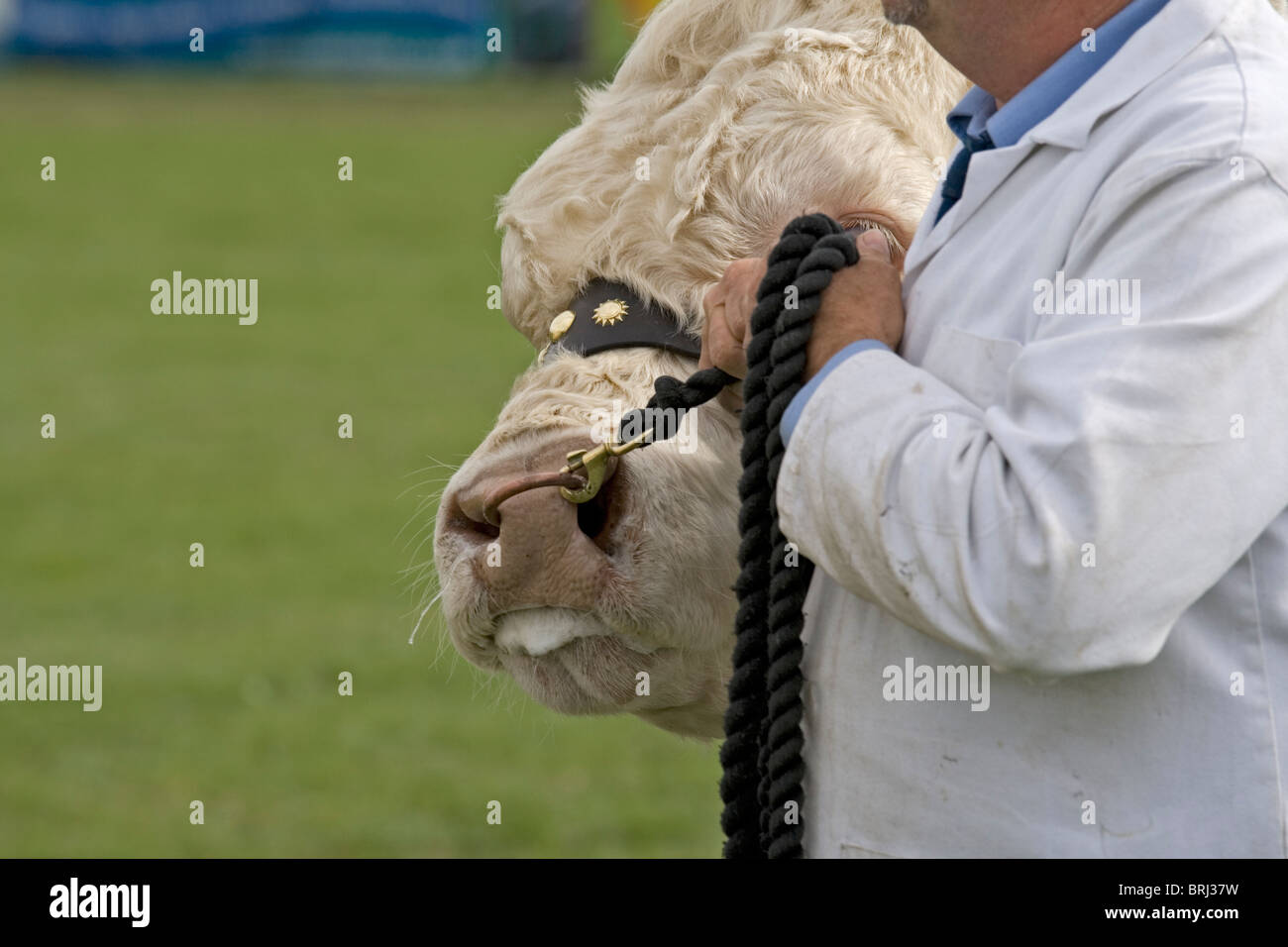 Lead bull hi-res stock photography and images - Alamy