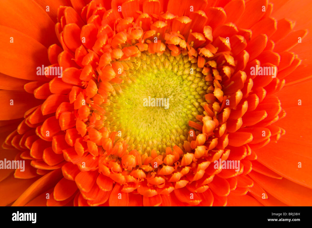 gerbera flower, close up Stock Photo - Alamy