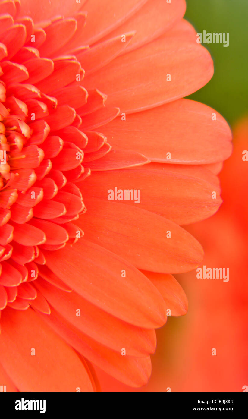 gerbera flower, close up Stock Photo - Alamy